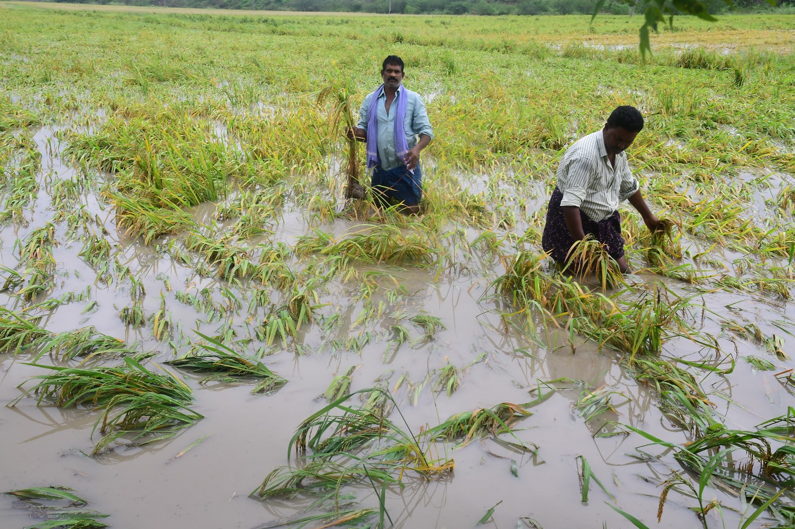 StoryMapJS: AP Map - Cyclone Michaung