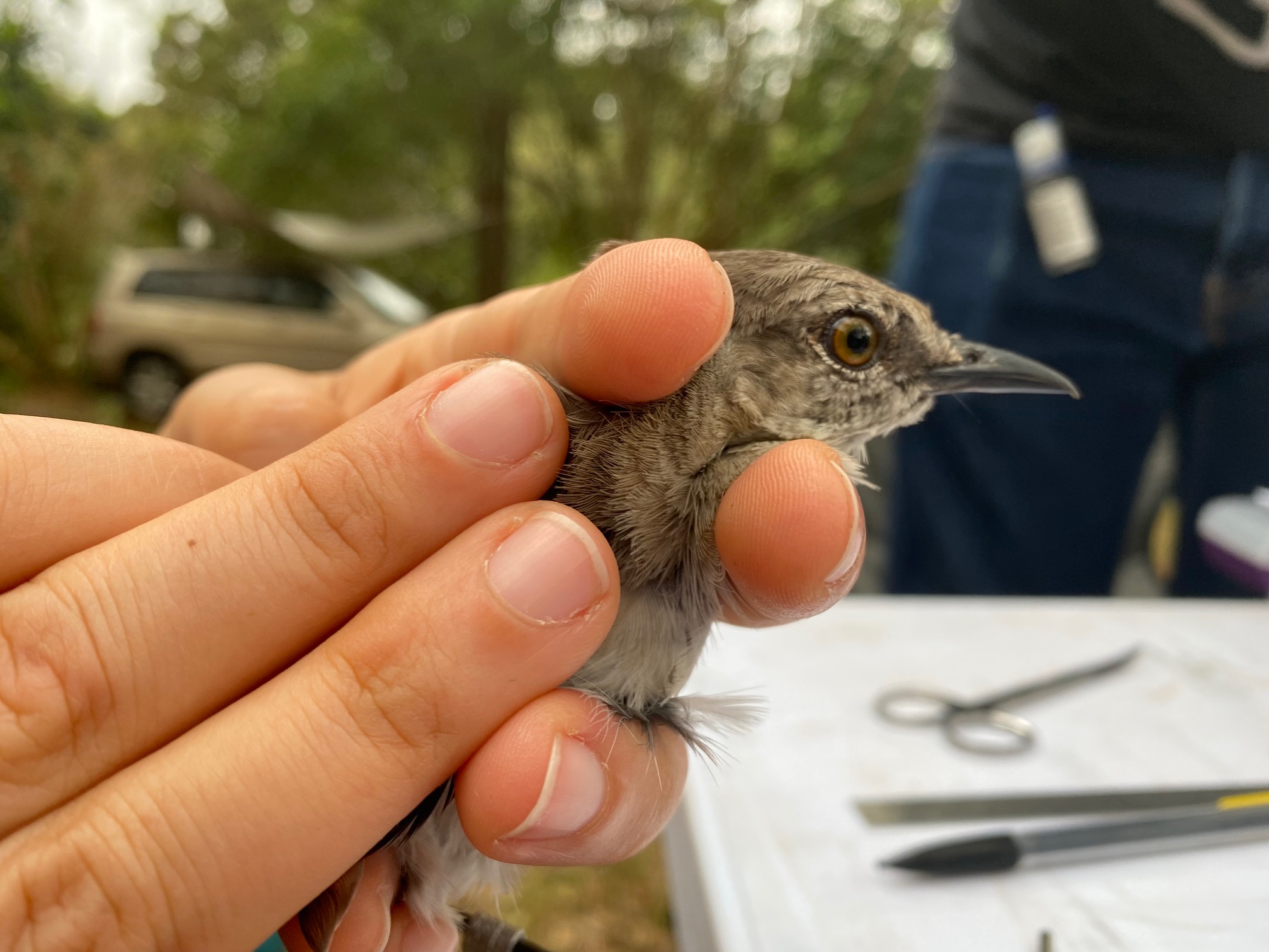 StoryMapJS: Centzontle /|\ Polyglottus/|\Mockingbird